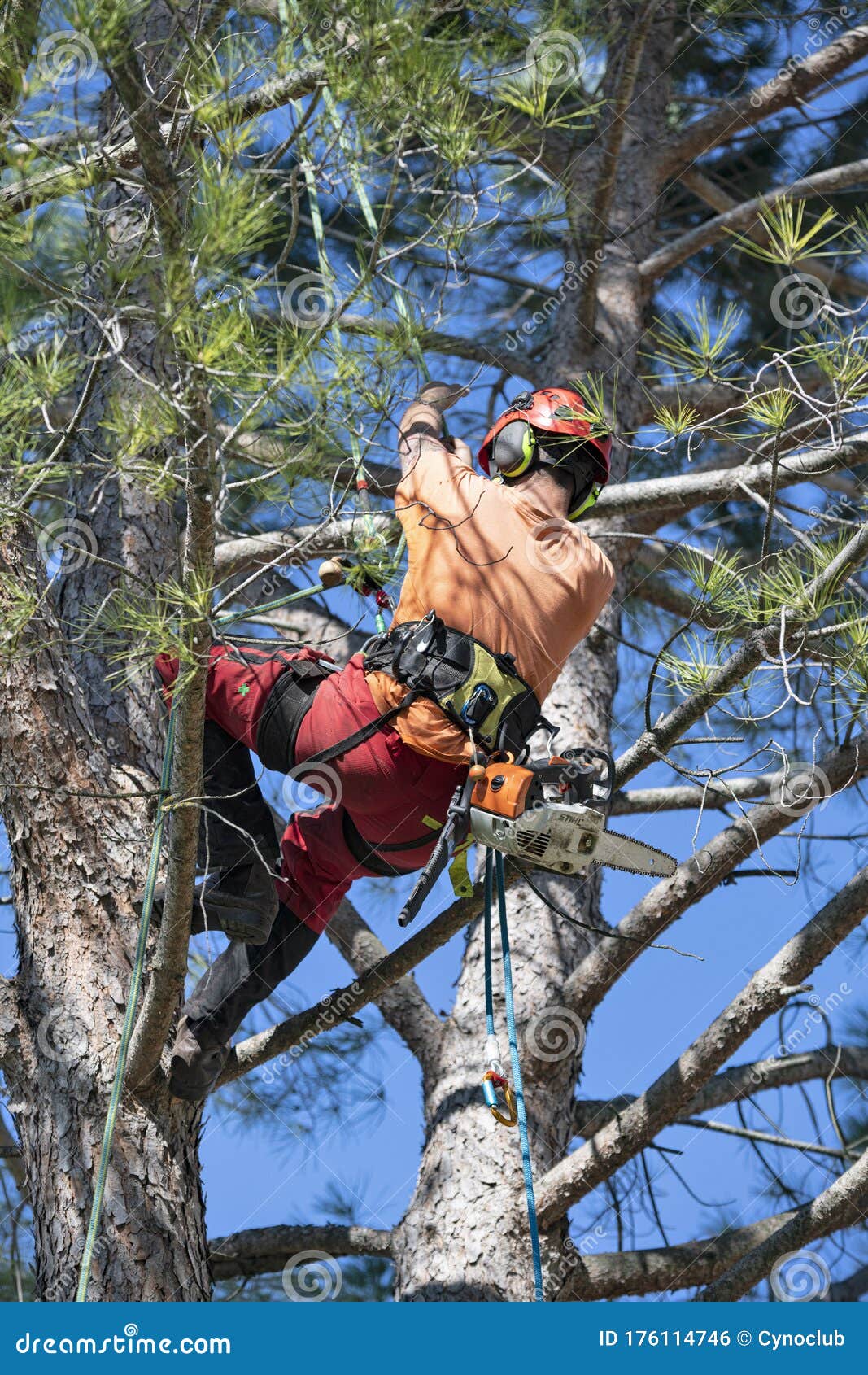 Pruning a tree stock photo. Image of nature, environment - 176114746