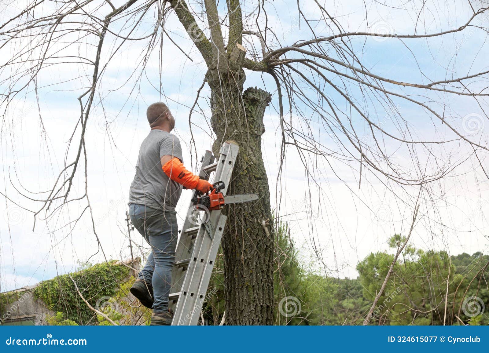Lumberjack and chainsaw stock image. Image of tree, dangerous - 324615077