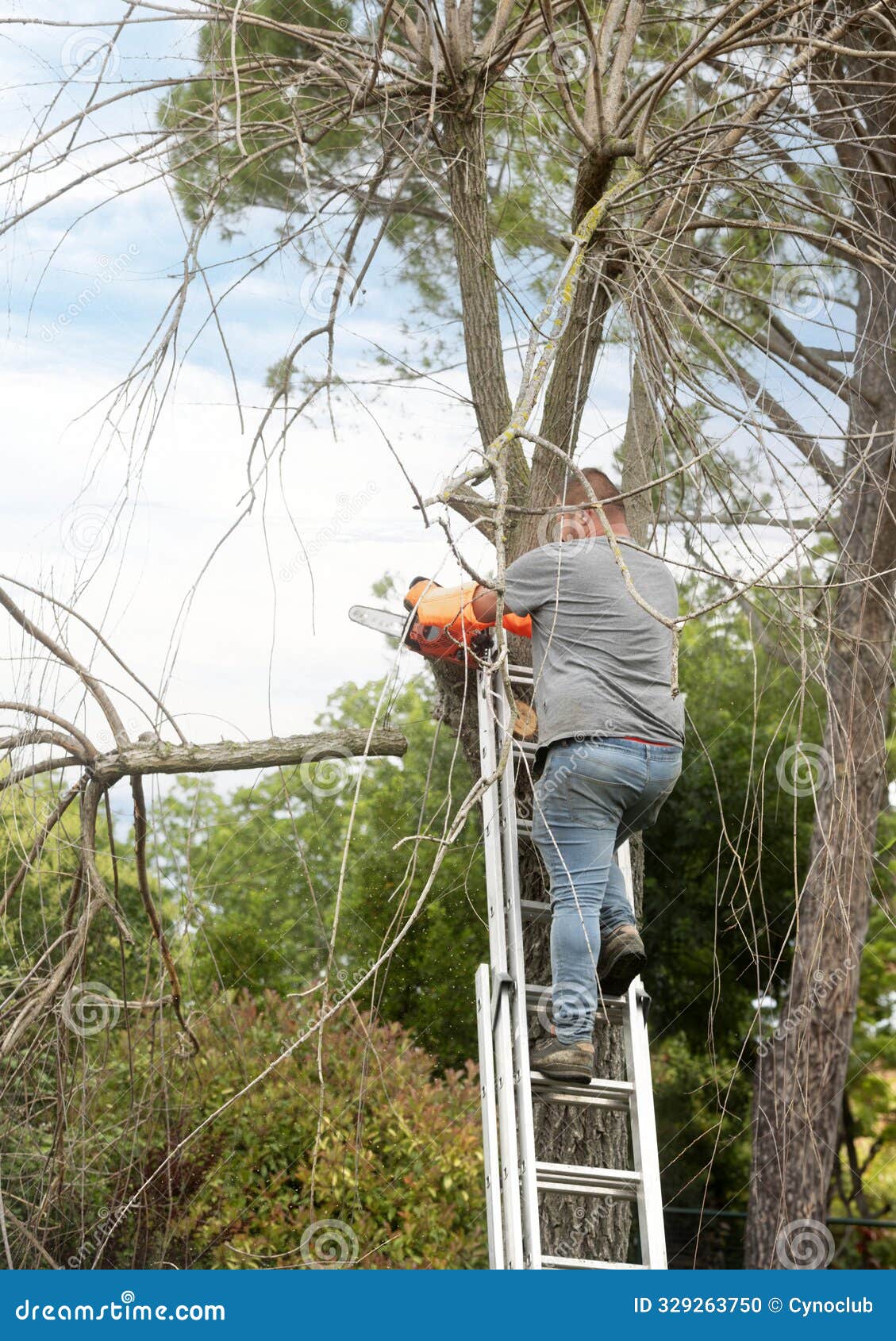Lumberjack and chainsaw stock photo. Image of work, chain - 329263750