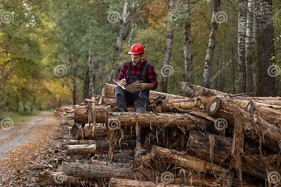 Lumberjack Checking Tree Trunks in Forest Stock Photo - Image of energy ...