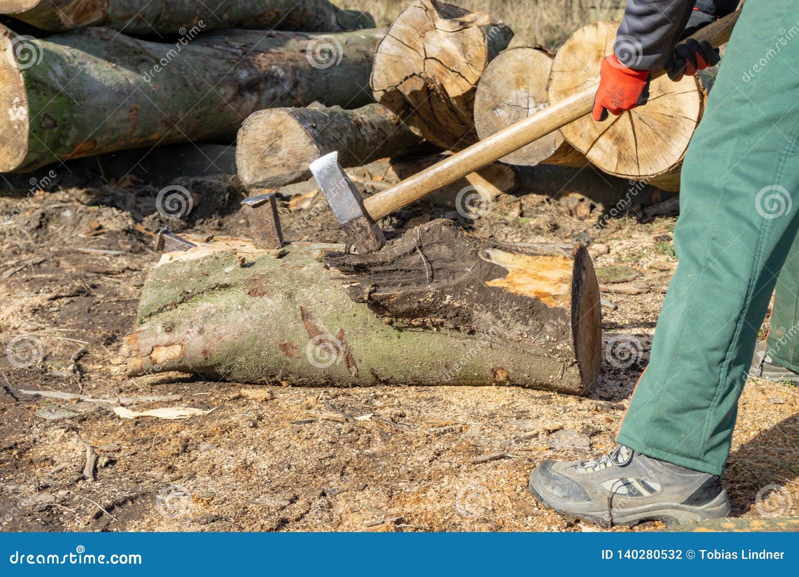 Lumberjack Chops or Cuts Tree-trunk with Axe and Wedge Stock Photo ...