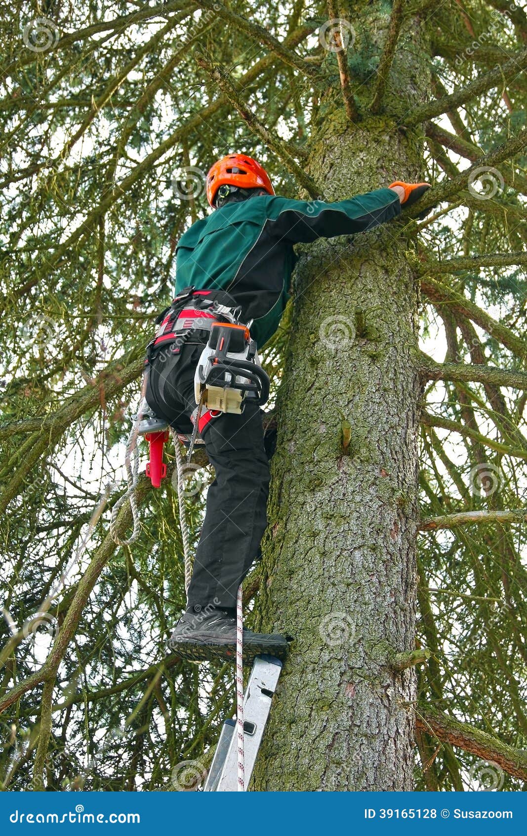 Lumberjack Climbing Up a Tree Stock Photo - Image of protection ...