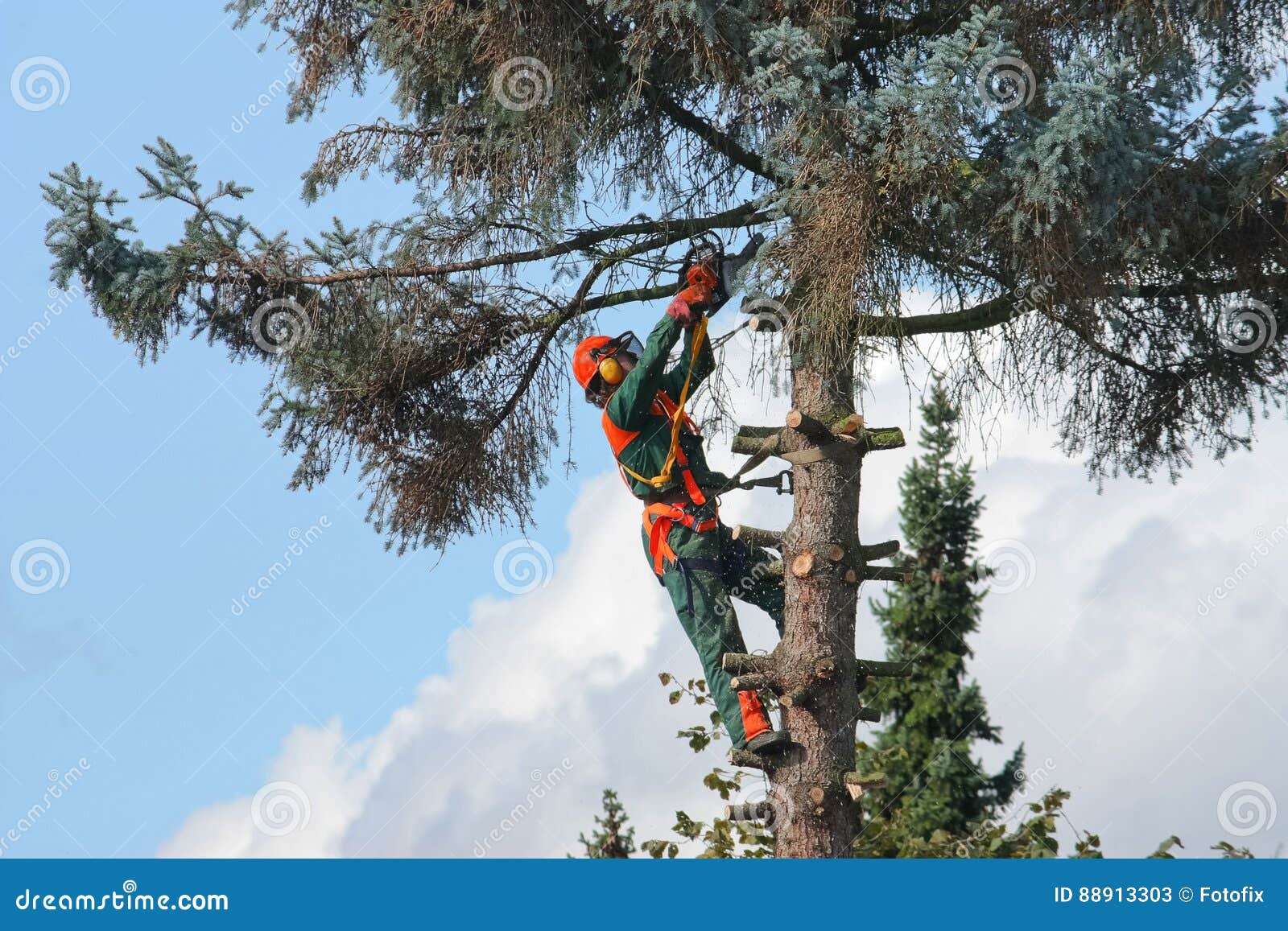 Lumberjack Cutting a Big Tree Stock Image - Image of working, cutter ...
