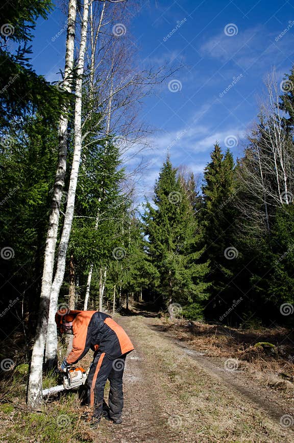 Lumberjack cutting a birch stock photo. Image of forestry - 23883054