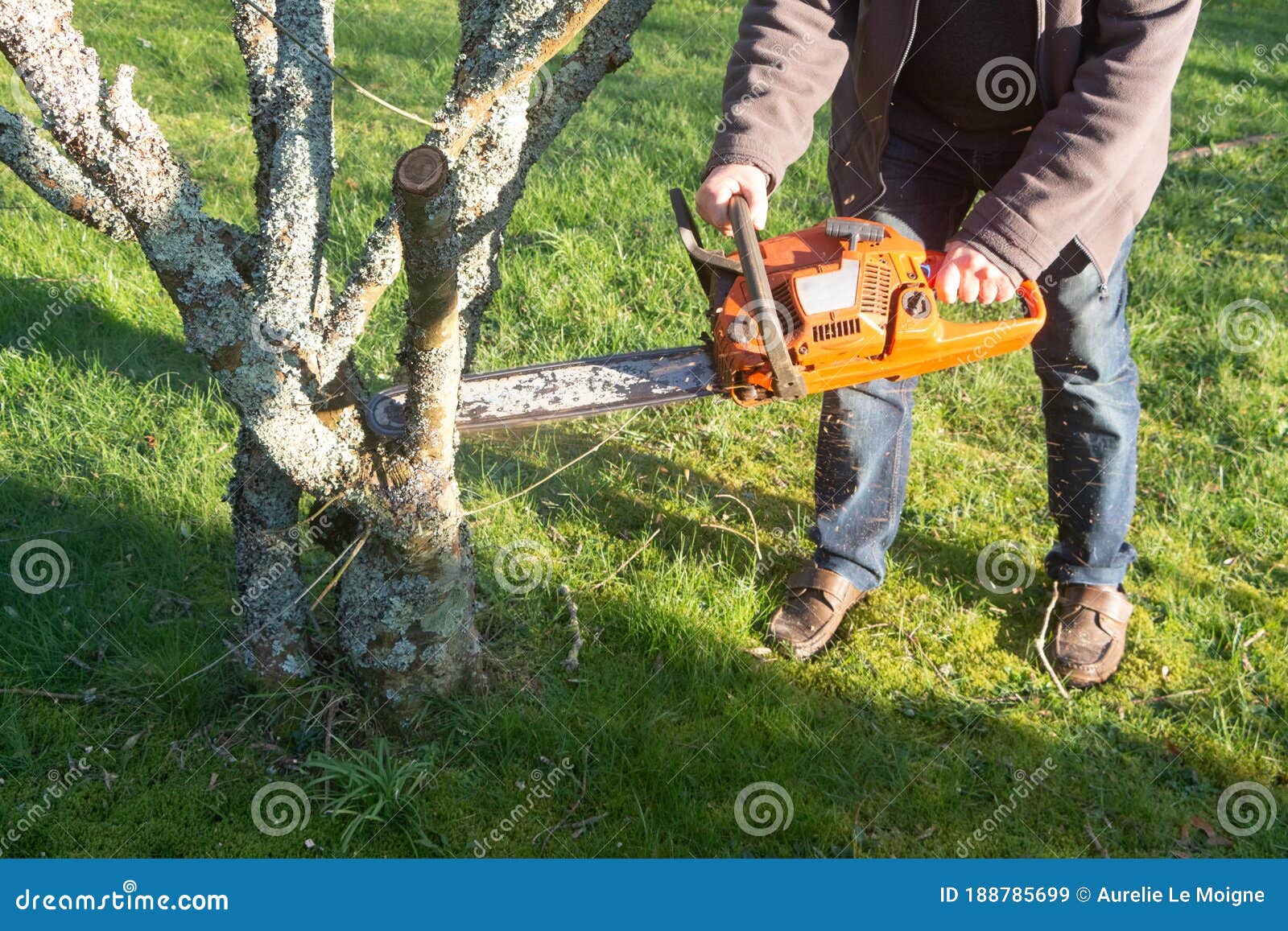 Lumberjack Cutting Branch with a Chain Saw Stock Image - Image of ...