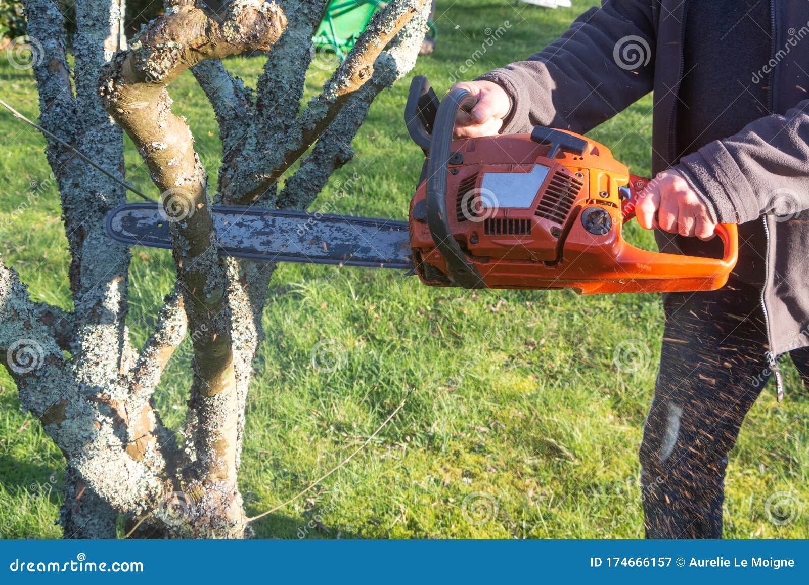 Lumberjack Cutting Branch with a Chain Saw Stock Image - Image of ...
