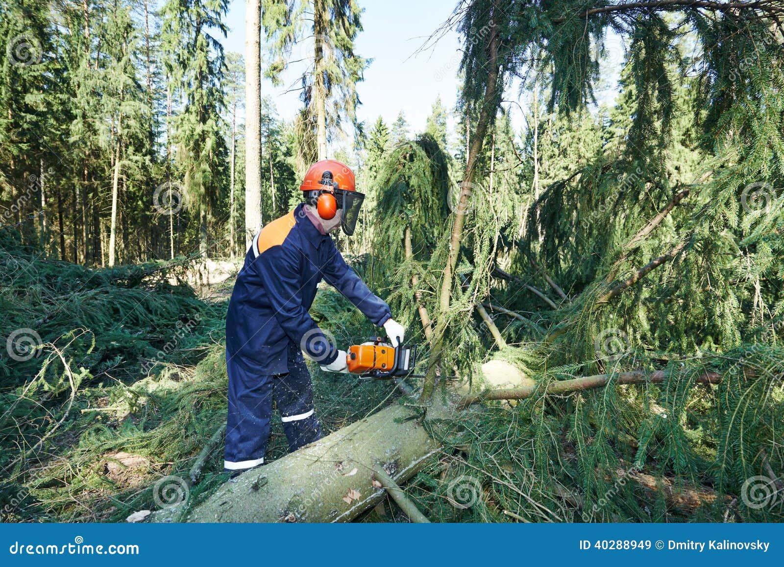 Lumberjack Cutting Tree Branch in Forest Stock Image - Image of ...