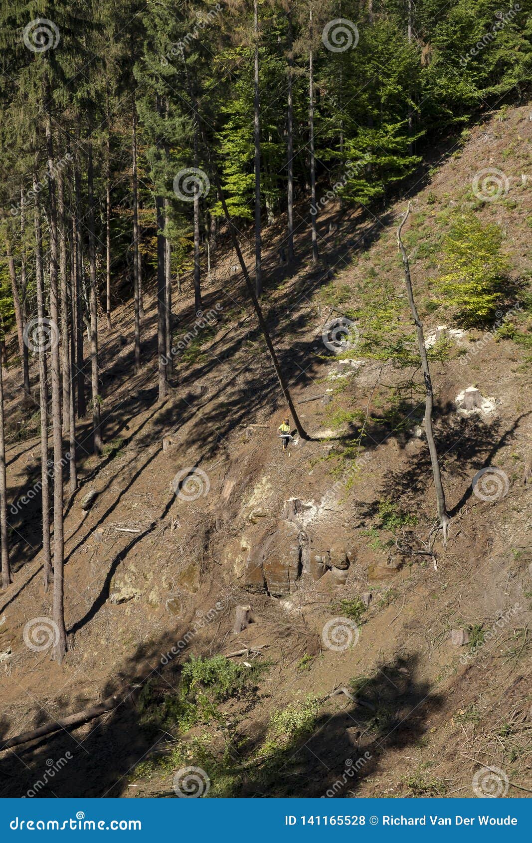 Lumberjack cutting tree editorial stock photo. Image of lumberjack ...