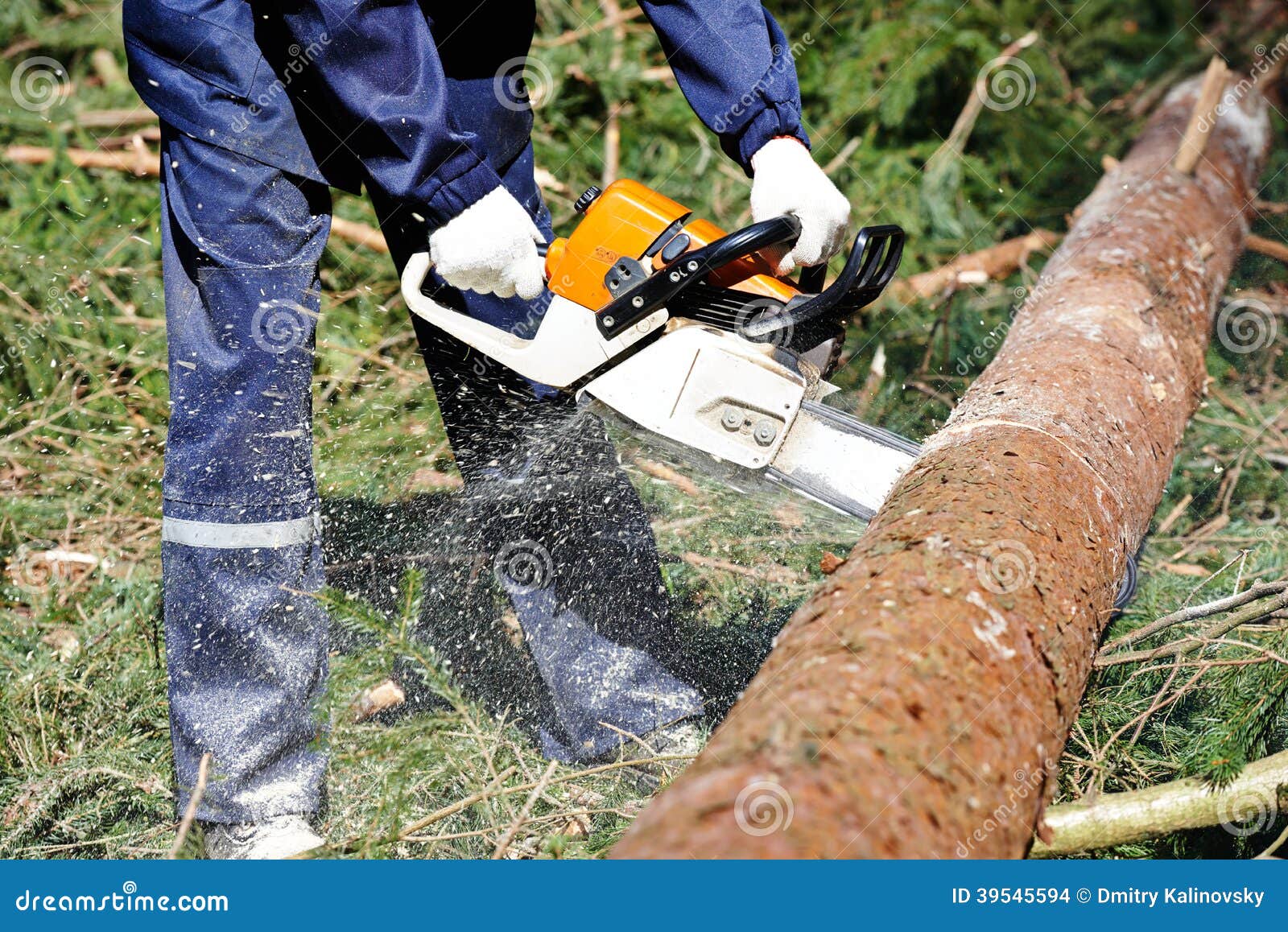 Lumberjack Cutting Tree in Forest Stock Photo - Image of industrial ...