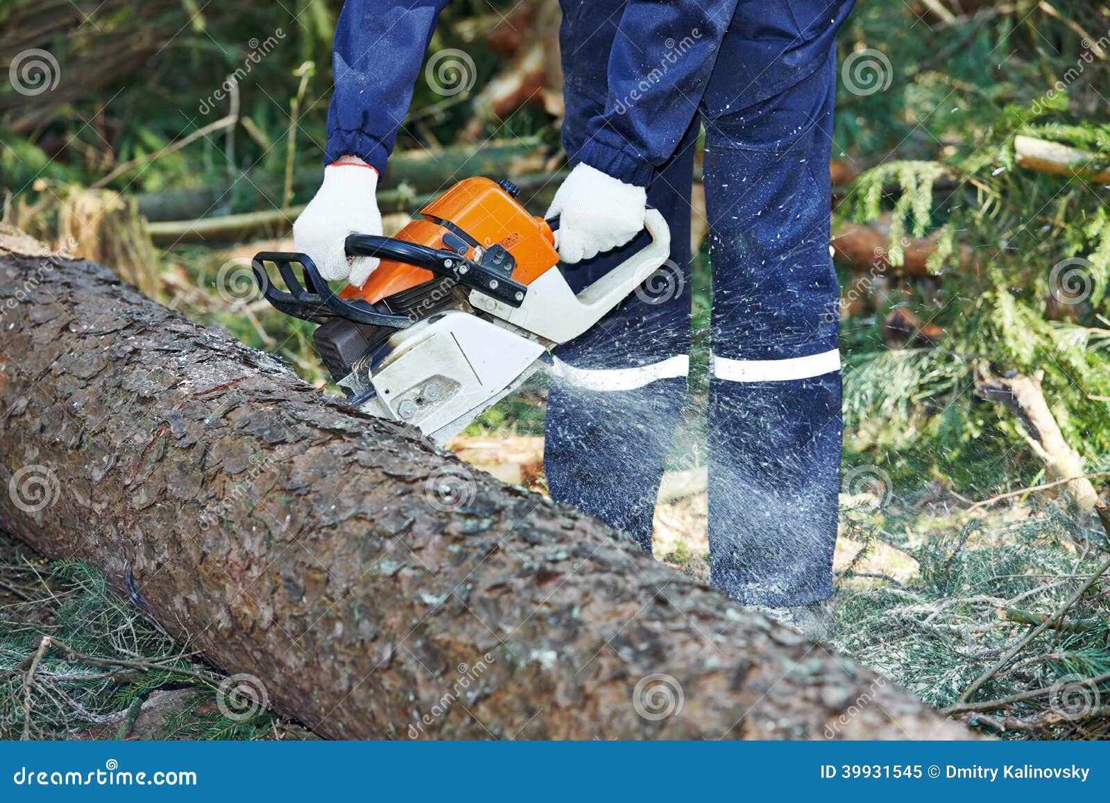 Lumberjack Cutting Tree in Forest Stock Image - Image of petrol ...