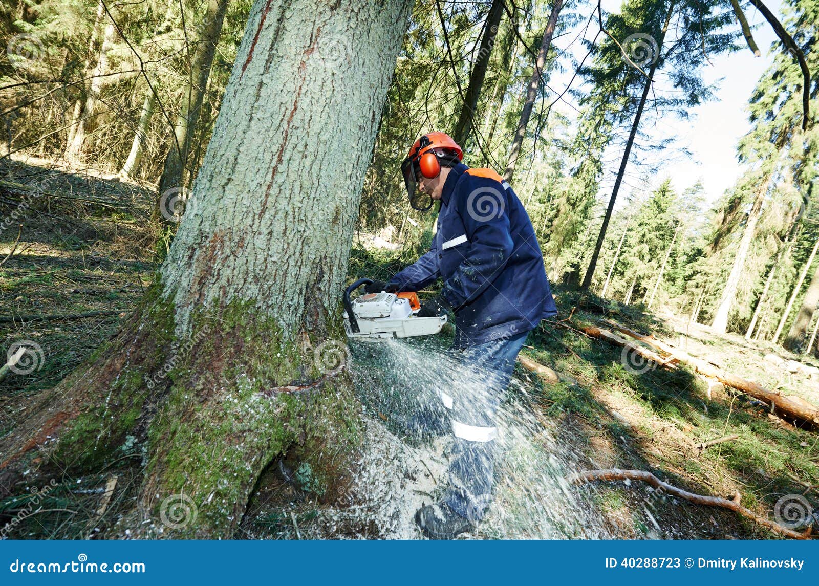 Lumberjack Cutting Tree in Forest Stock Image - Image of firewood ...