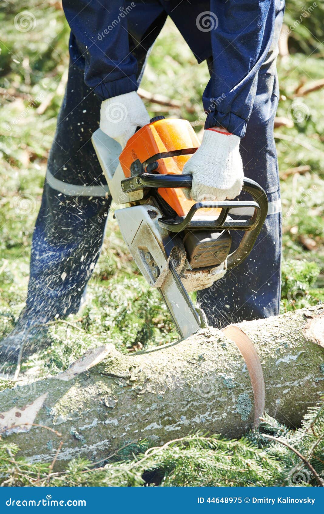 Lumberjack Cutting Tree in Forest Stock Image - Image of protective ...