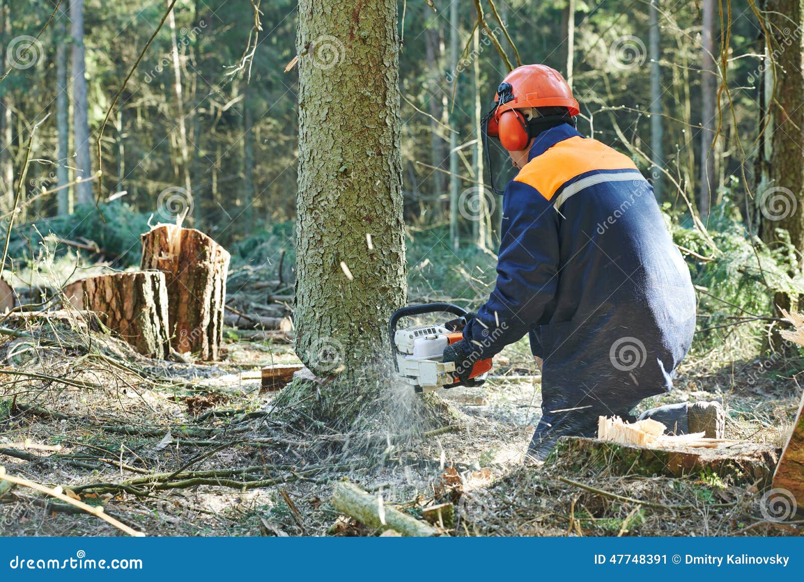 Lumberjack Cutting Tree in Forest Stock Image - Image of pine ...
