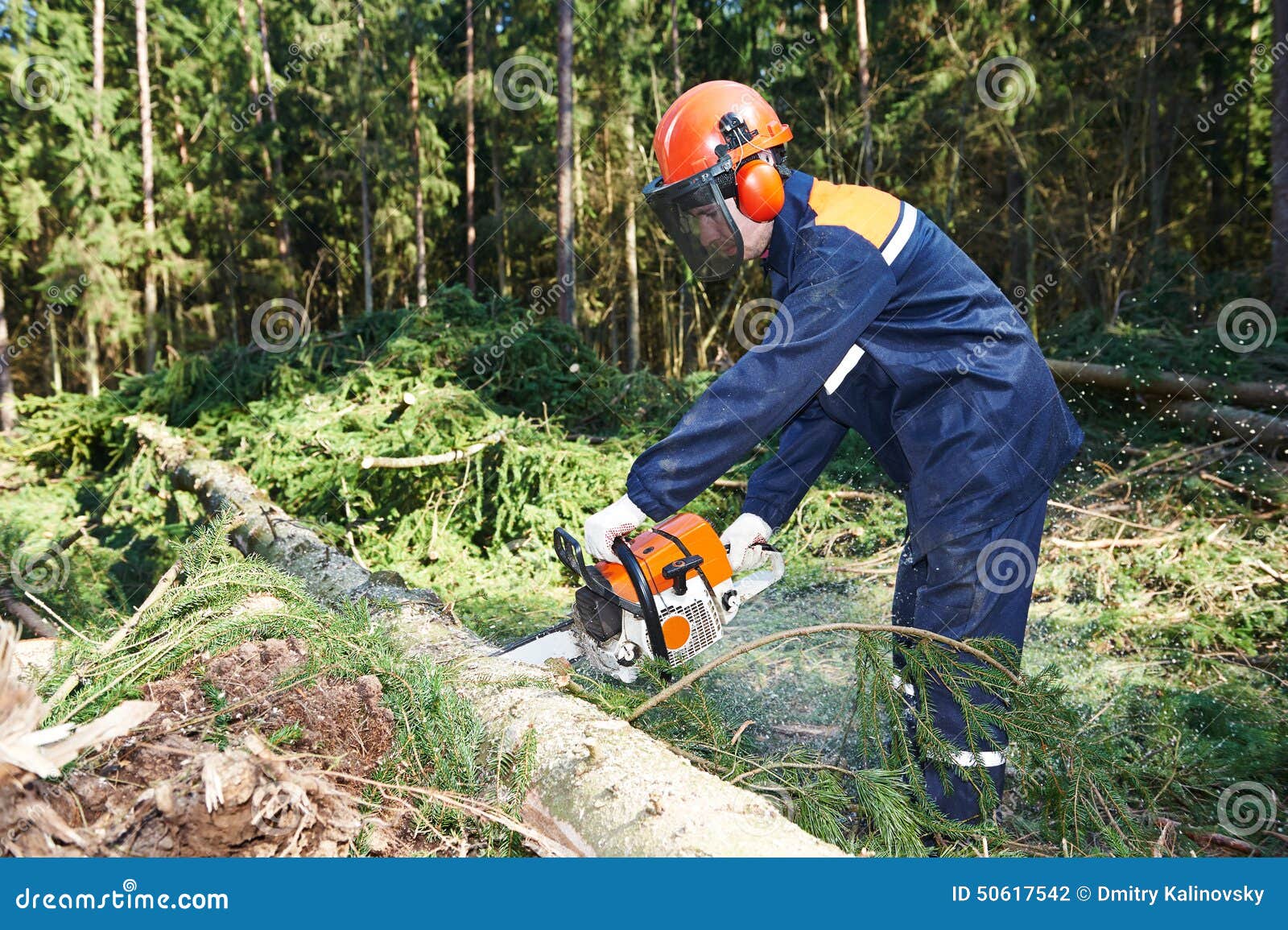 Lumberjack Cutting Tree in Forest Stock Photo - Image of industry ...