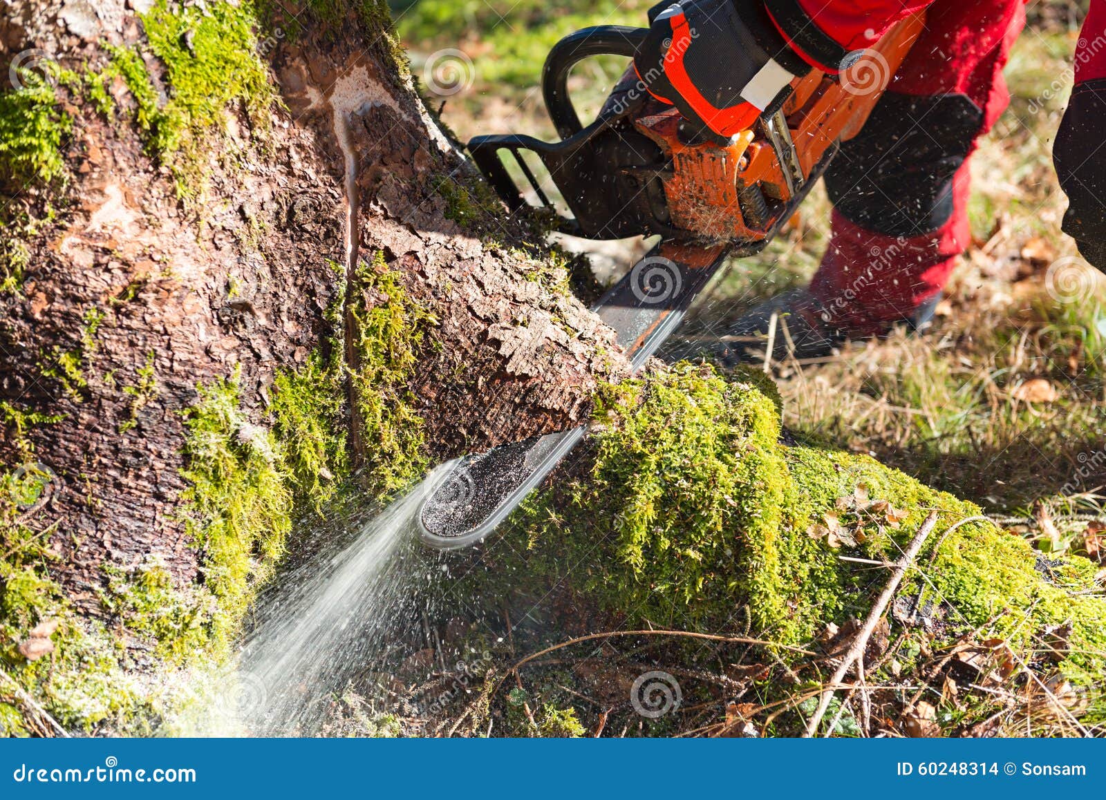 Lumberjack Cutting Tree in Forest Stock Photo - Image of forester ...