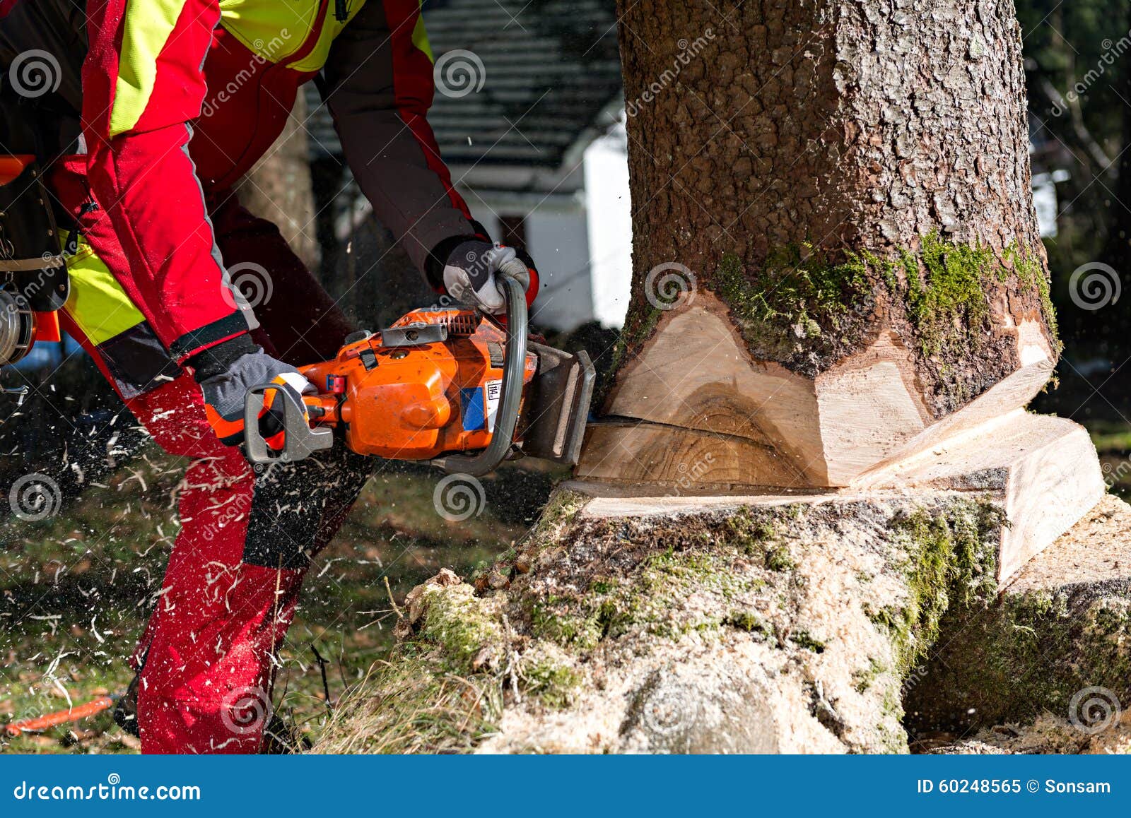 Lumberjack Cutting Tree in Forest Stock Image - Image of manual, effort ...