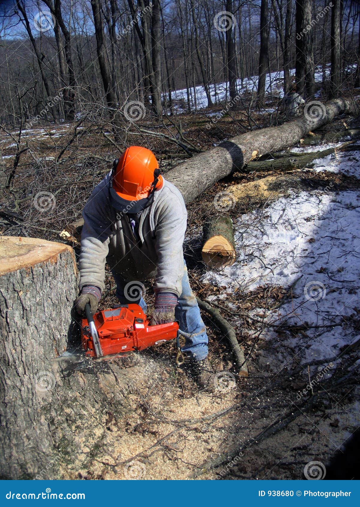 Lumberjack cutting trees stock photo. Image of manly, sawyer - 938680