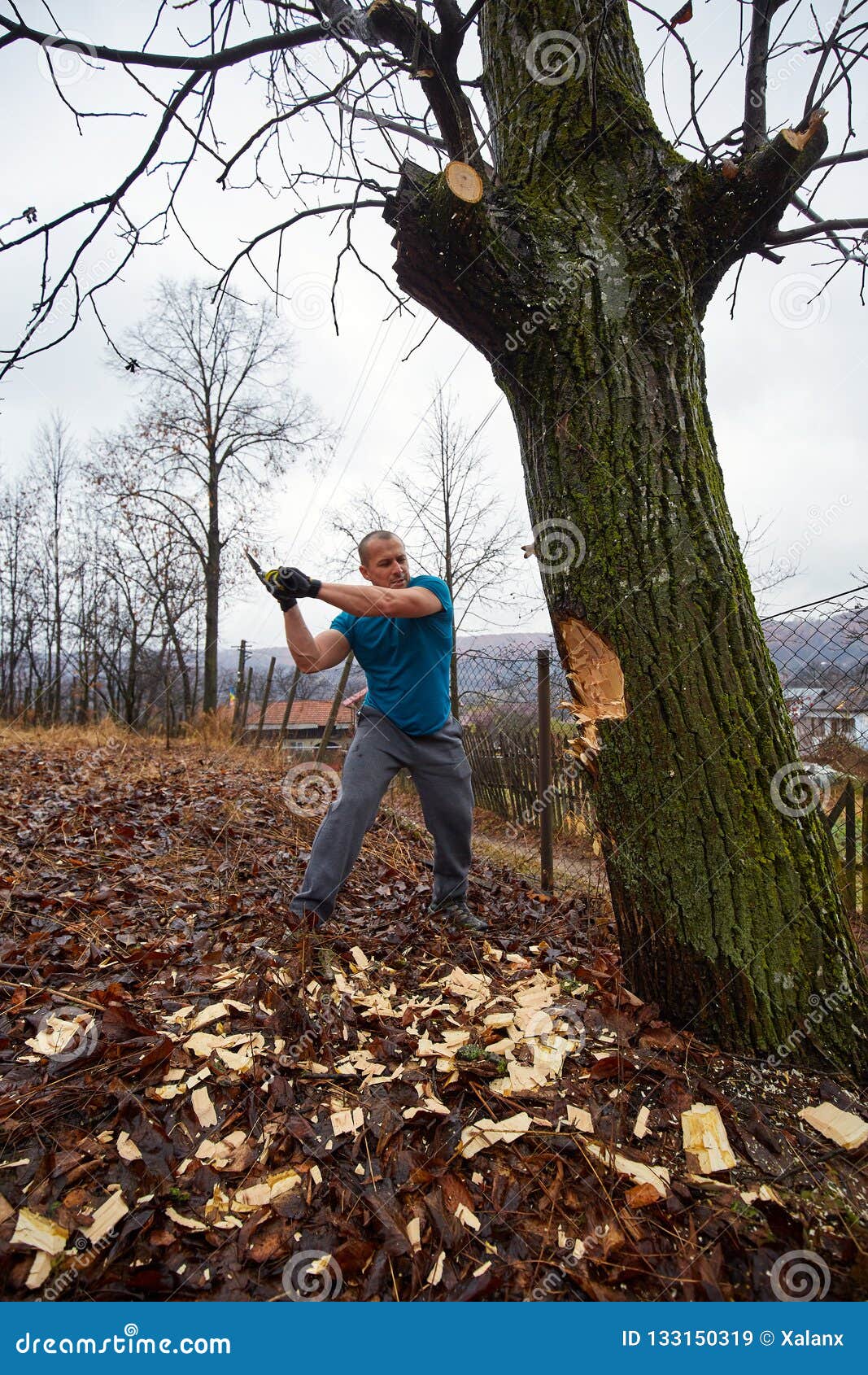 Lumberjack Felling a Big Tree Stock Image - Image of felling, skilled ...