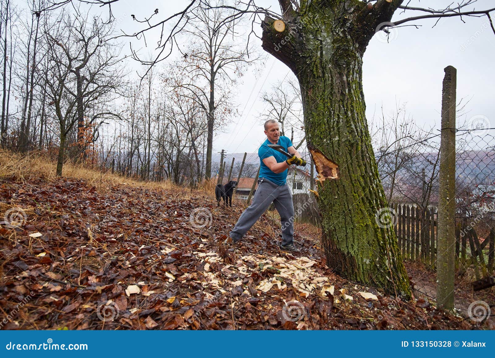 Lumberjack Felling a Big Tree Stock Photo - Image of farming, single ...