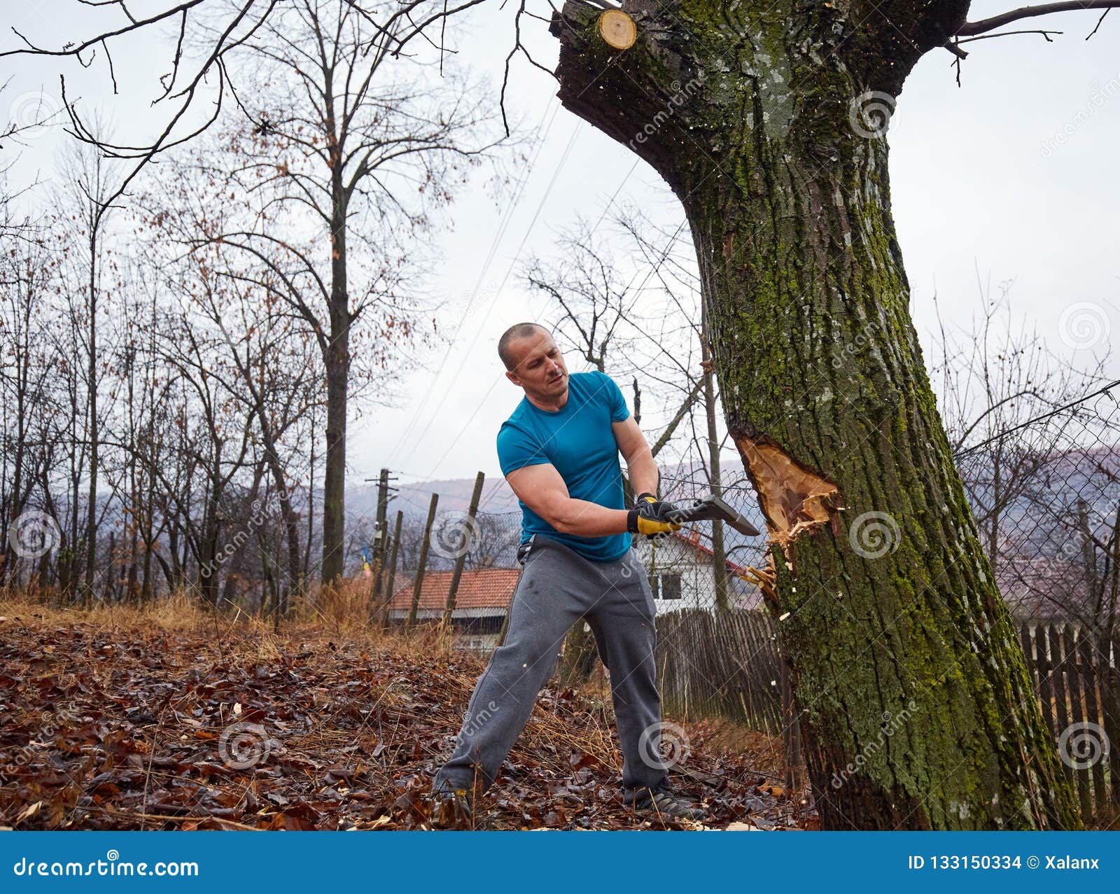 Lumberjack Felling a Big Tree Stock Photo - Image of green, lumberjack ...
