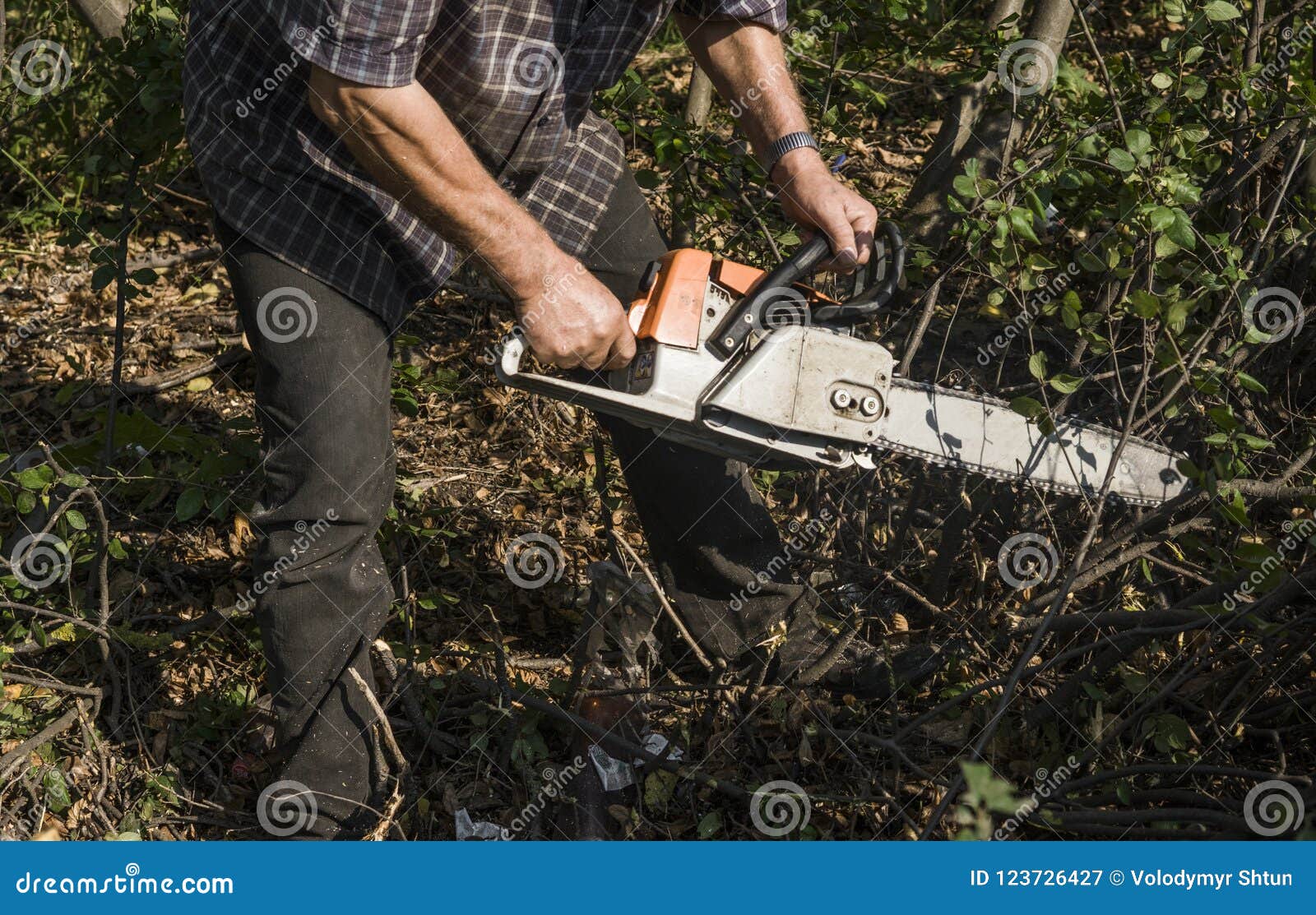 Lumberjack Logger Worker in Cutting Firewood Timber Tree in Forest with ...