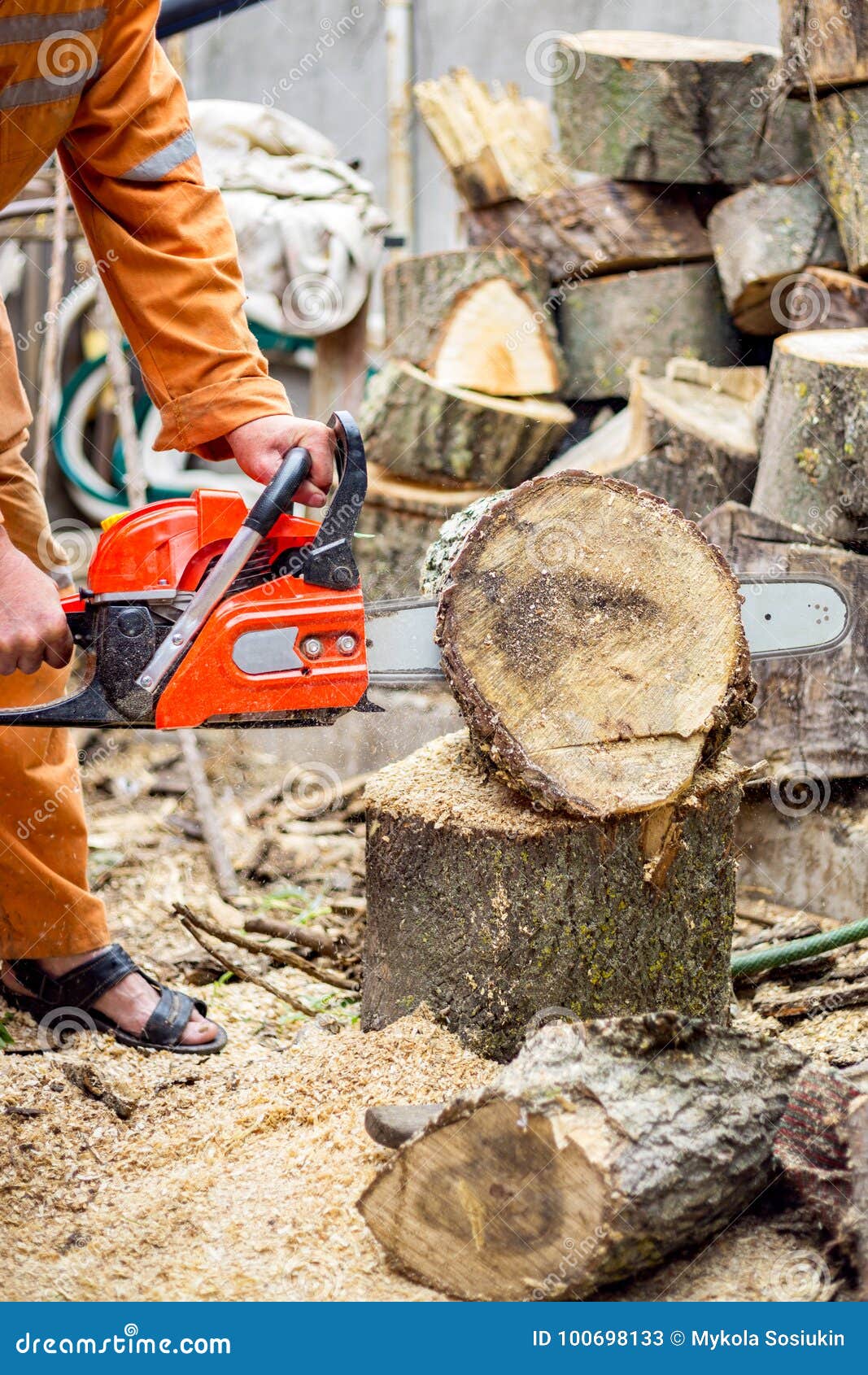 Lumberjack Logger Worker in Protective Gear Cutting Firewood Timber ...
