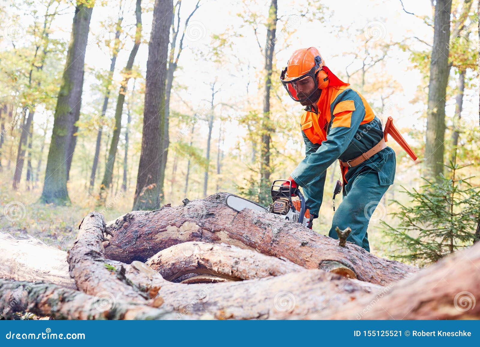 Lumberjack in Protective Clothes Sawing Tree Trunk Stock Image - Image ...