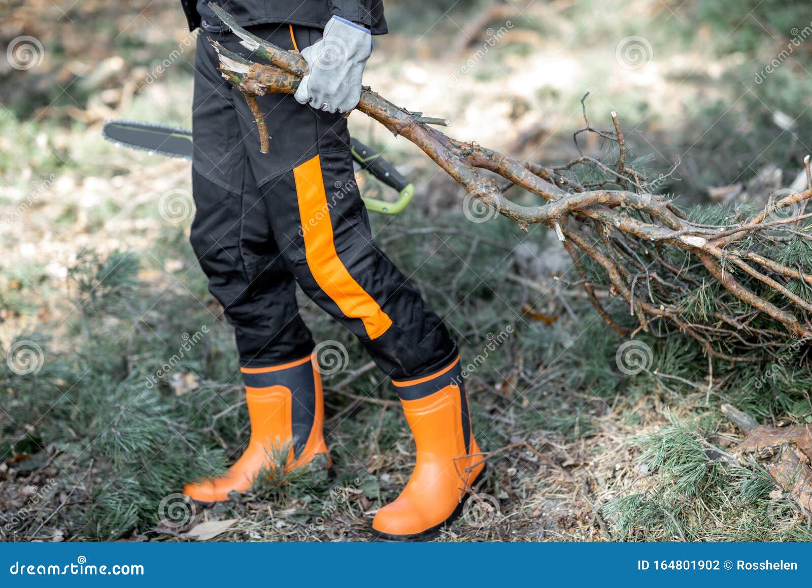 Lumberjack Logging in the Forest Stock Photo - Image of hands, clothes ...