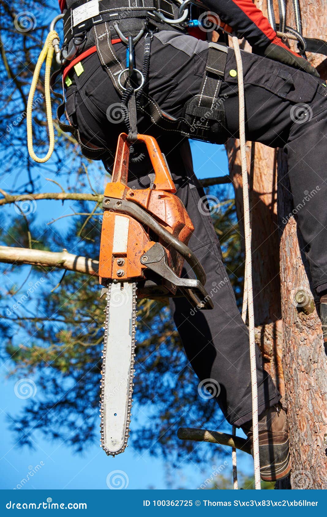Arborist at work stock image. Image of arborist, construction - 100362725