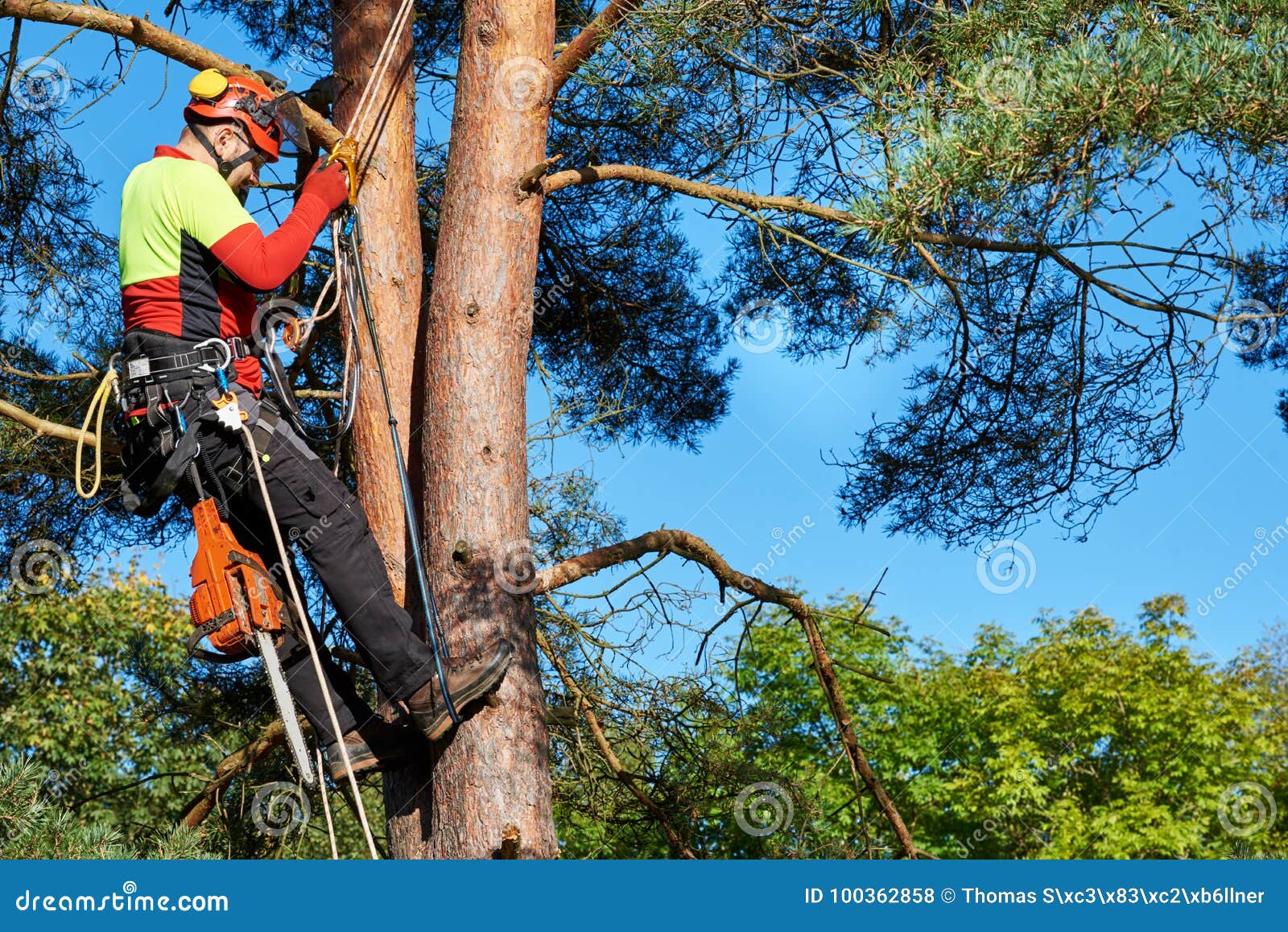 Arborist at work stock photo. Image of equipment, cutting - 100362858