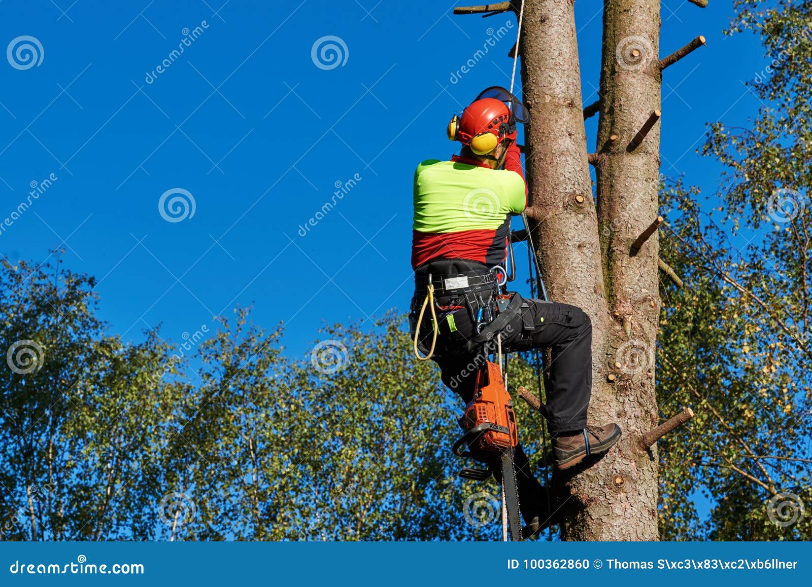 Arborist at work stock photo. Image of forestry, protection - 100362860