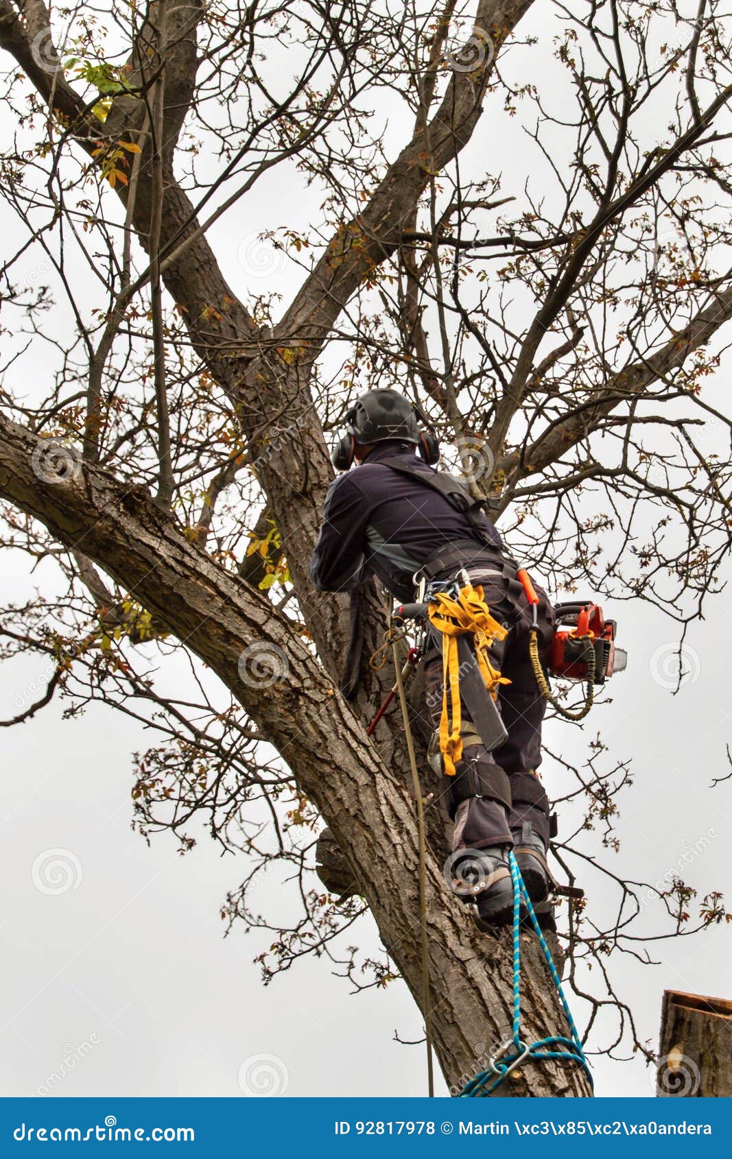 Lumberjack with Saw and Harness Pruning a Tree. Arborist Work on Old ...