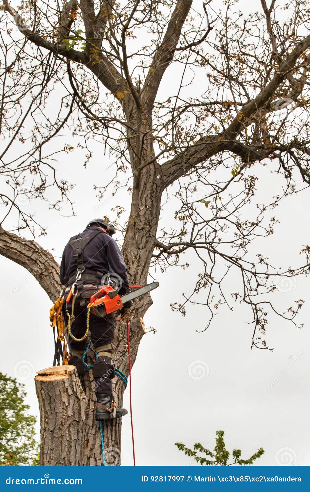 Lumberjack with Saw and Harness Pruning a Tree. Arborist Work on Old ...