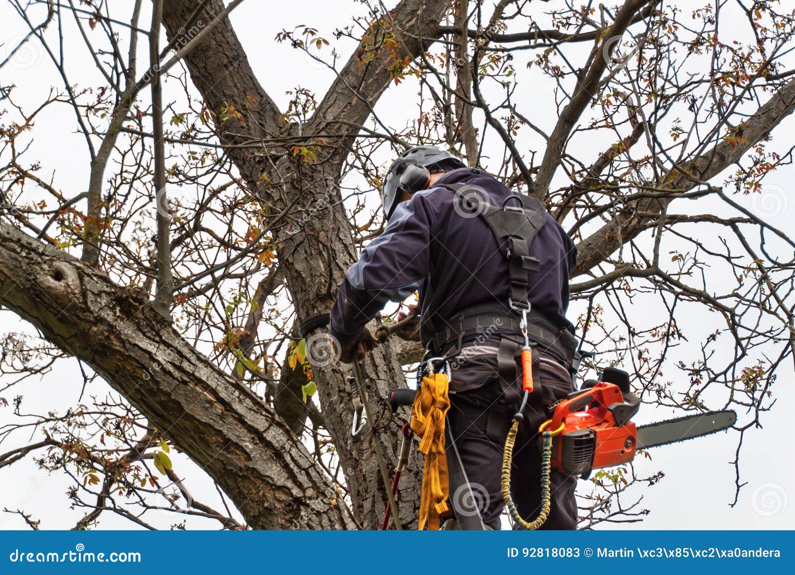 Lumberjack with Saw and Harness Pruning a Tree. Arborist Work on Old ...