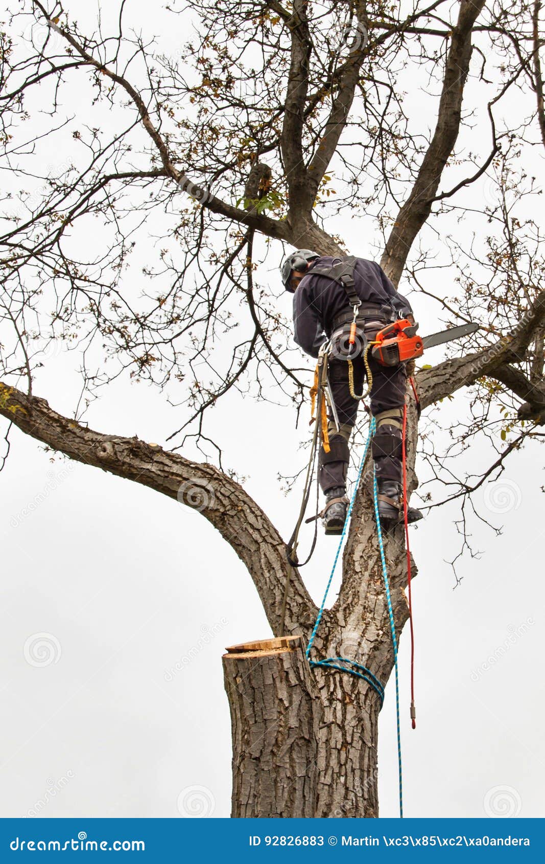 Lumberjack with Saw and Harness Pruning a Tree. Arborist Work on Old ...