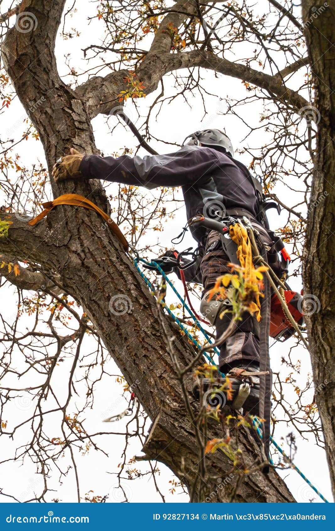 Lumberjack with Saw and Harness Pruning a Tree. Arborist Work on Old ...