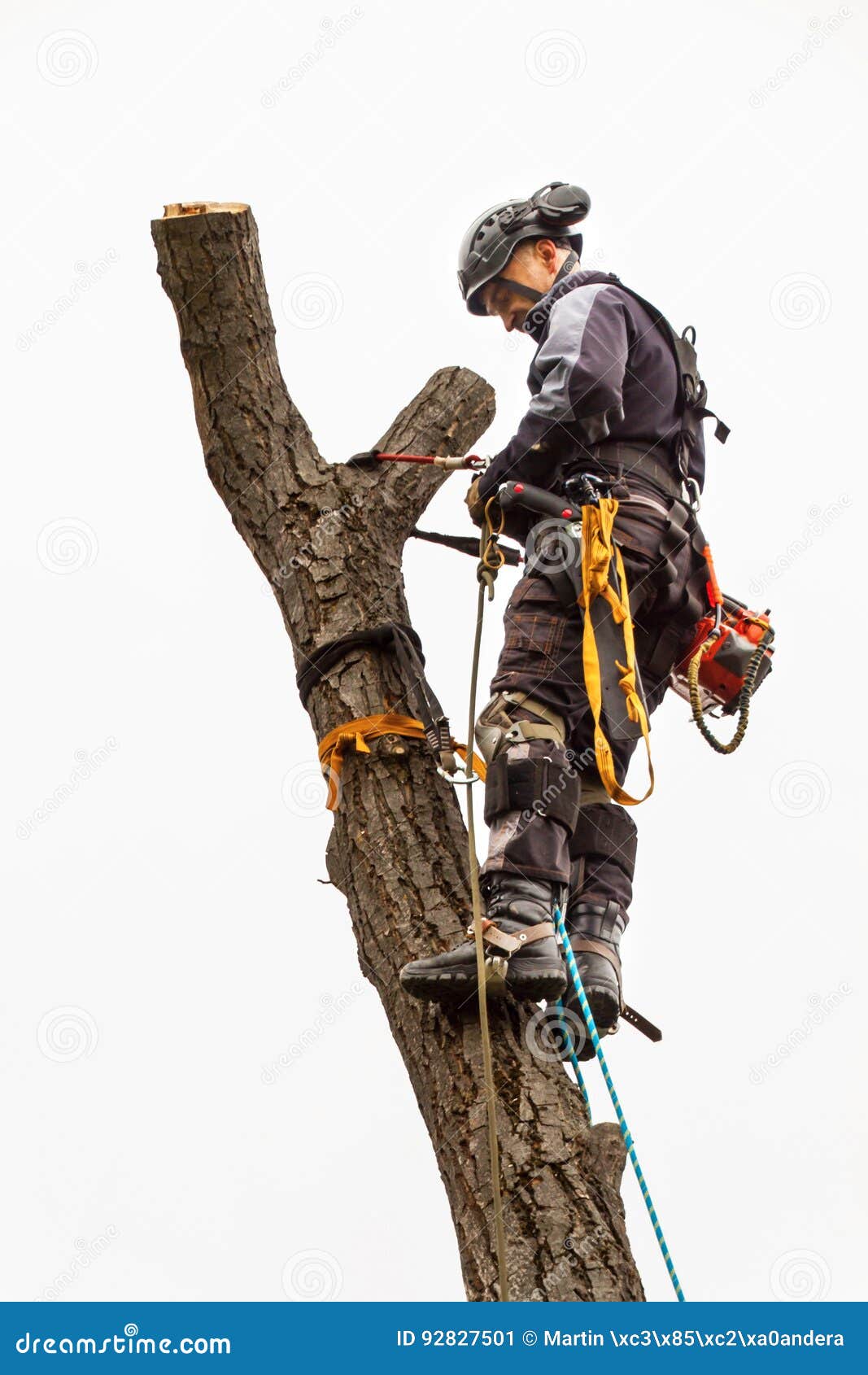 Lumberjack with Saw and Harness Pruning a Tree. Arborist Work on Old ...
