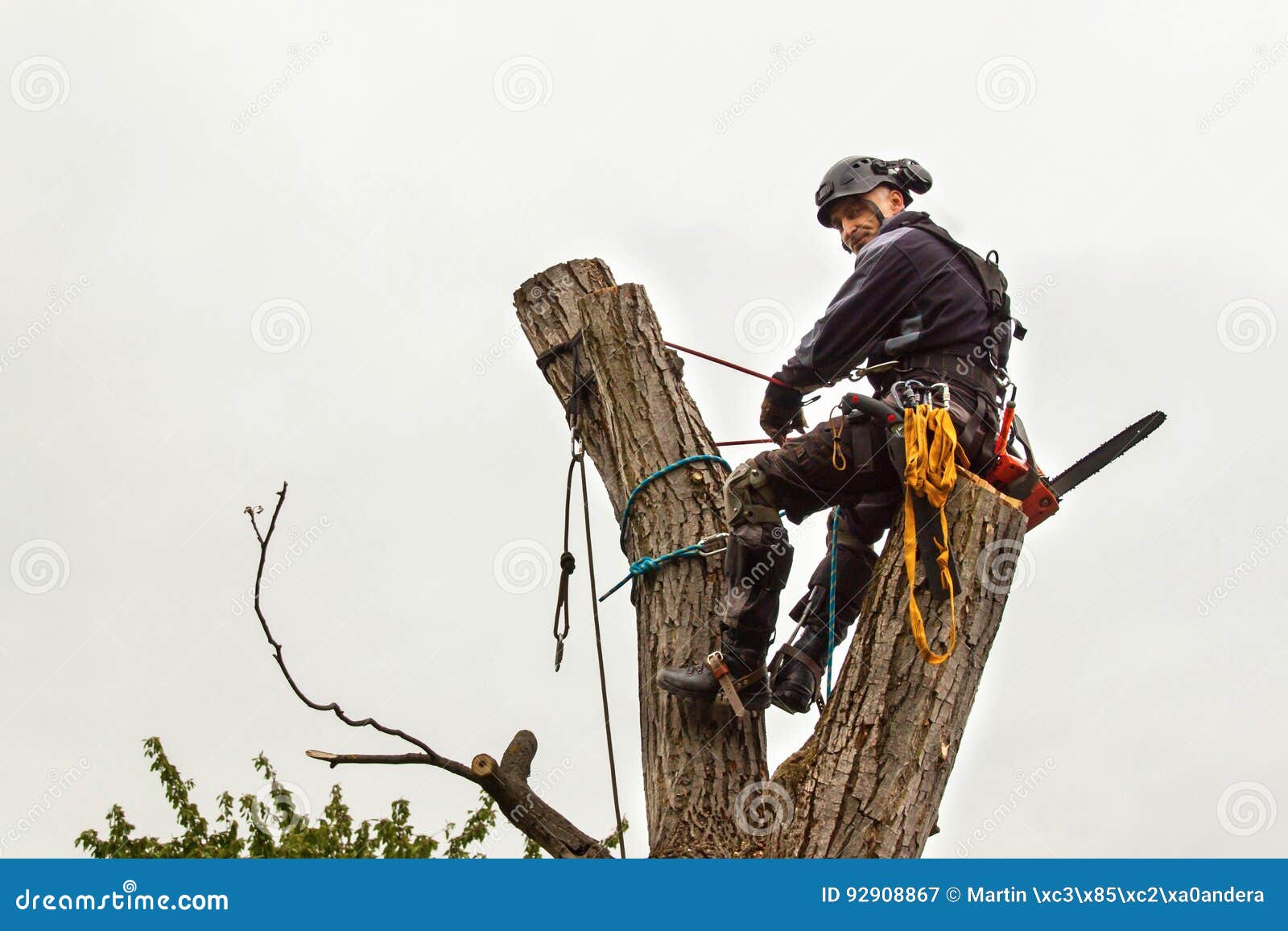 Lumberjack with Saw and Harness Pruning a Tree. Arborist Work on Old ...