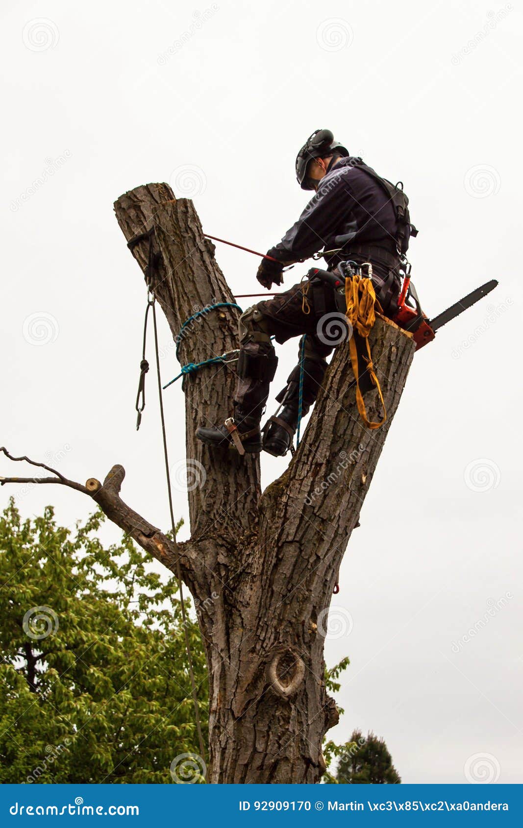 Lumberjack with Saw and Harness Pruning a Tree. Arborist Work on Old ...