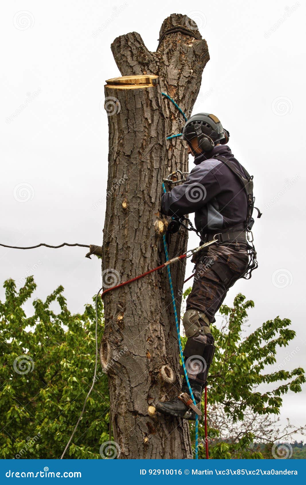 Lumberjack with Saw and Harness Pruning a Tree. Arborist Work on Old ...