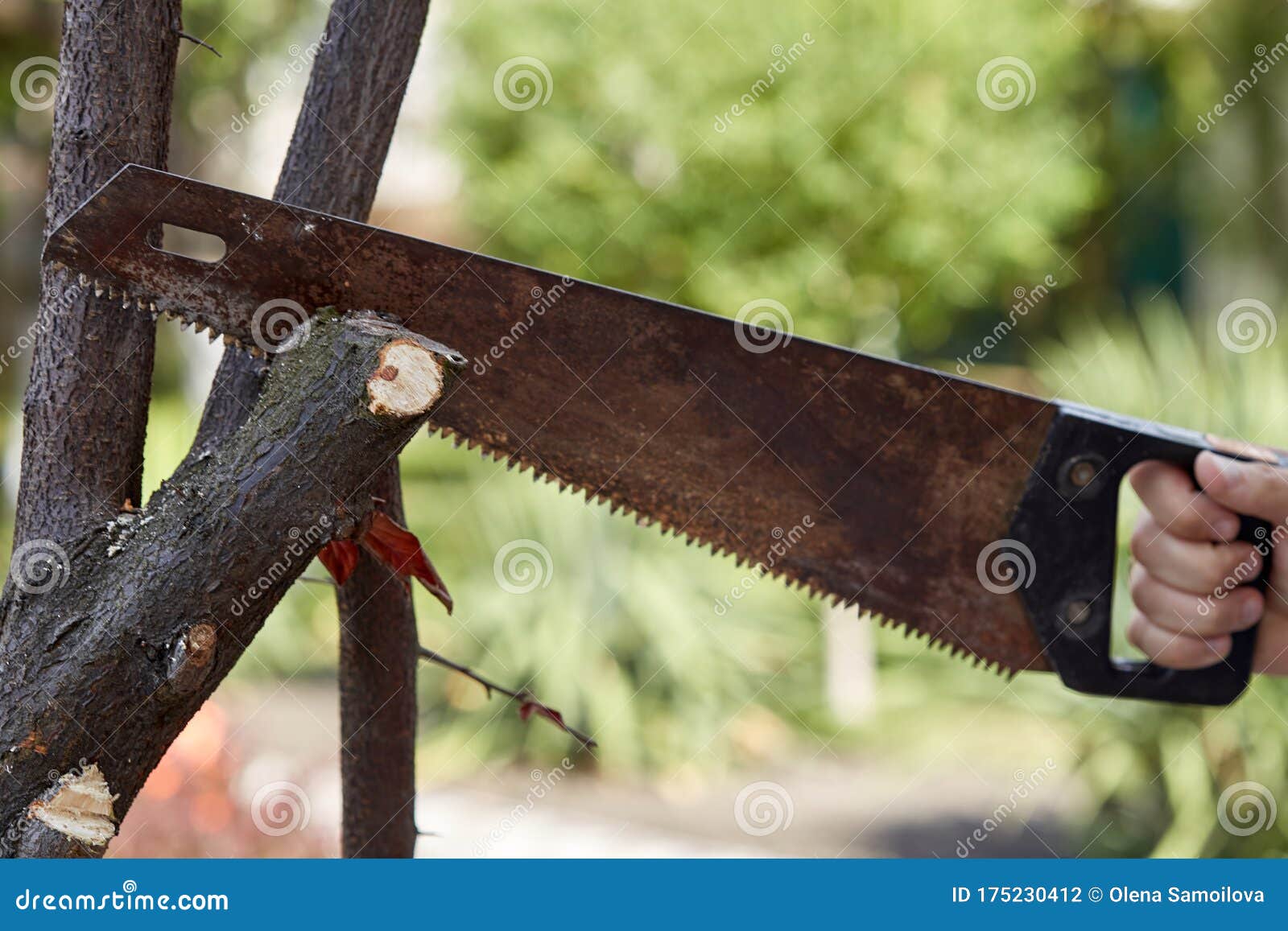 Lumberjack Sawing a Tree with a Saw. a Man Cuts Trees with a Saw and ...