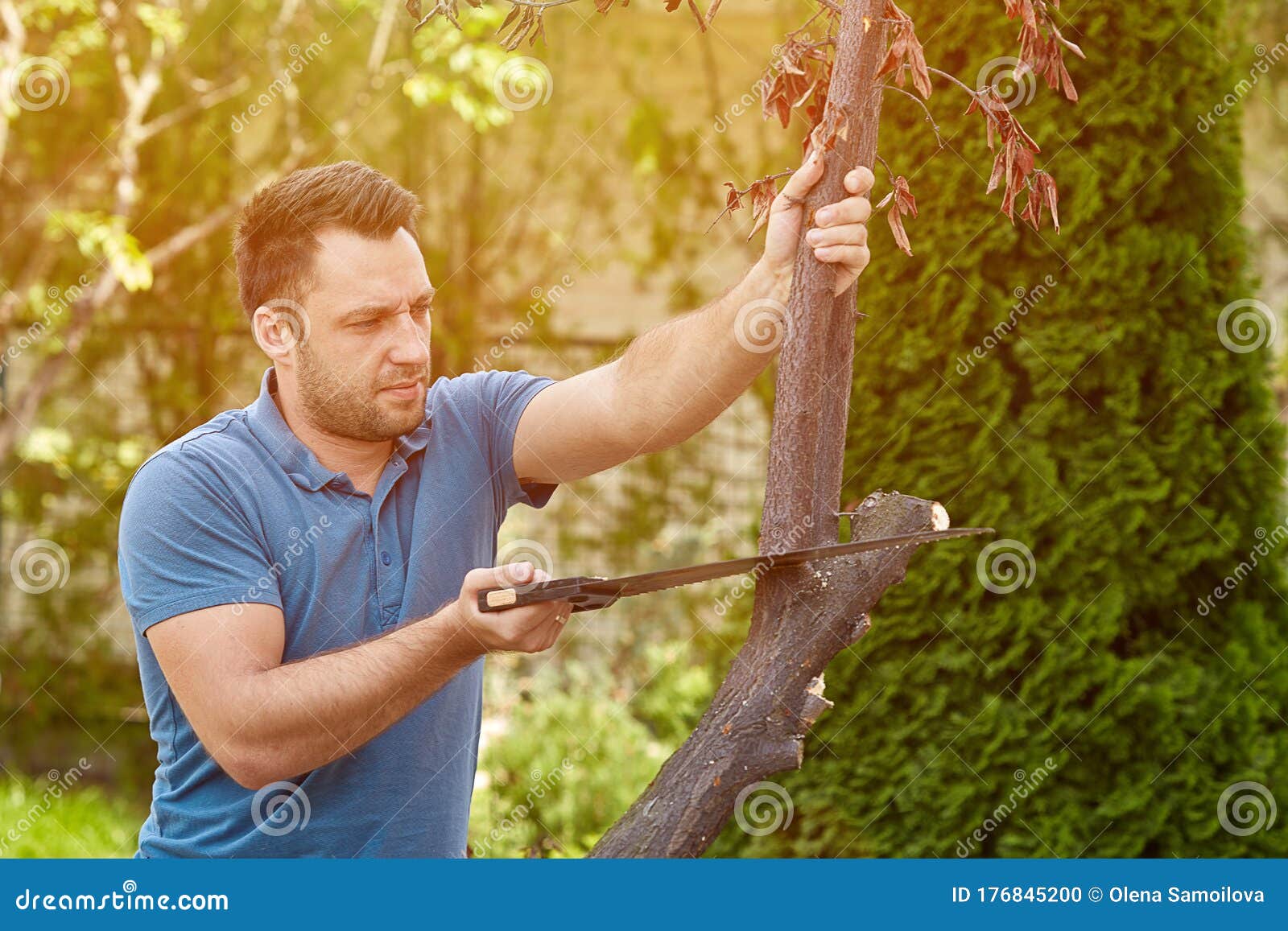 Lumberjack Sawing a Tree with a Saw. a Man Cuts Trees with a Saw and ...