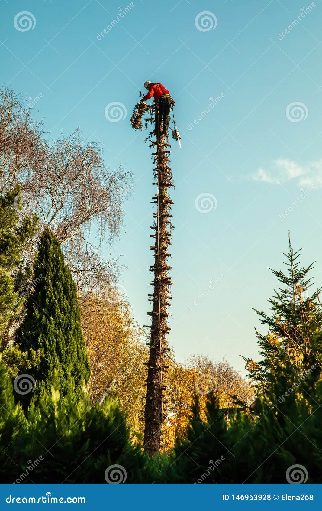 Lumberjack at the Top of a Tall Pine Stock Photo - Image of cord, hard ...