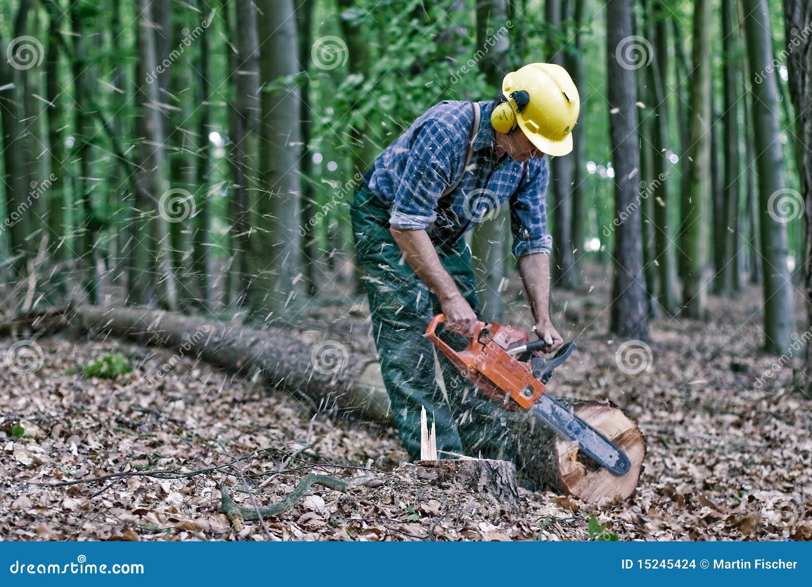 Lumberjack in the woods stock photo. Image of worker - 15245424