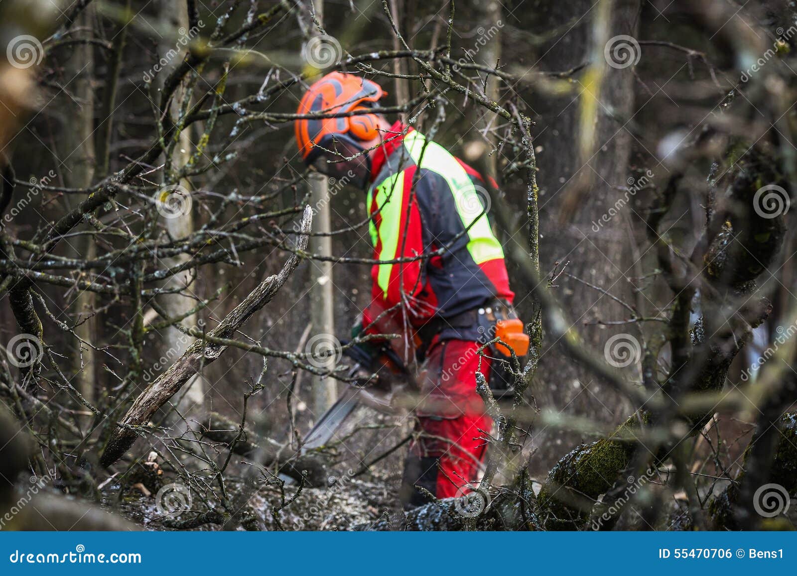 Lumberjack in the woods stock photo. Image of worker - 55470706