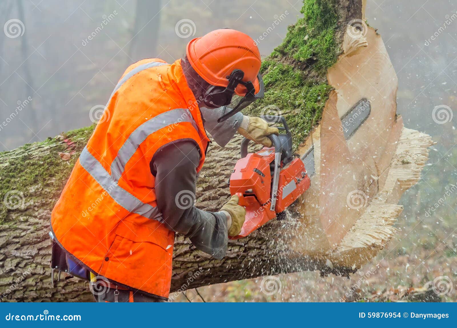 Lumberjack stock photo. Image of industry, danger, worker - 59876954