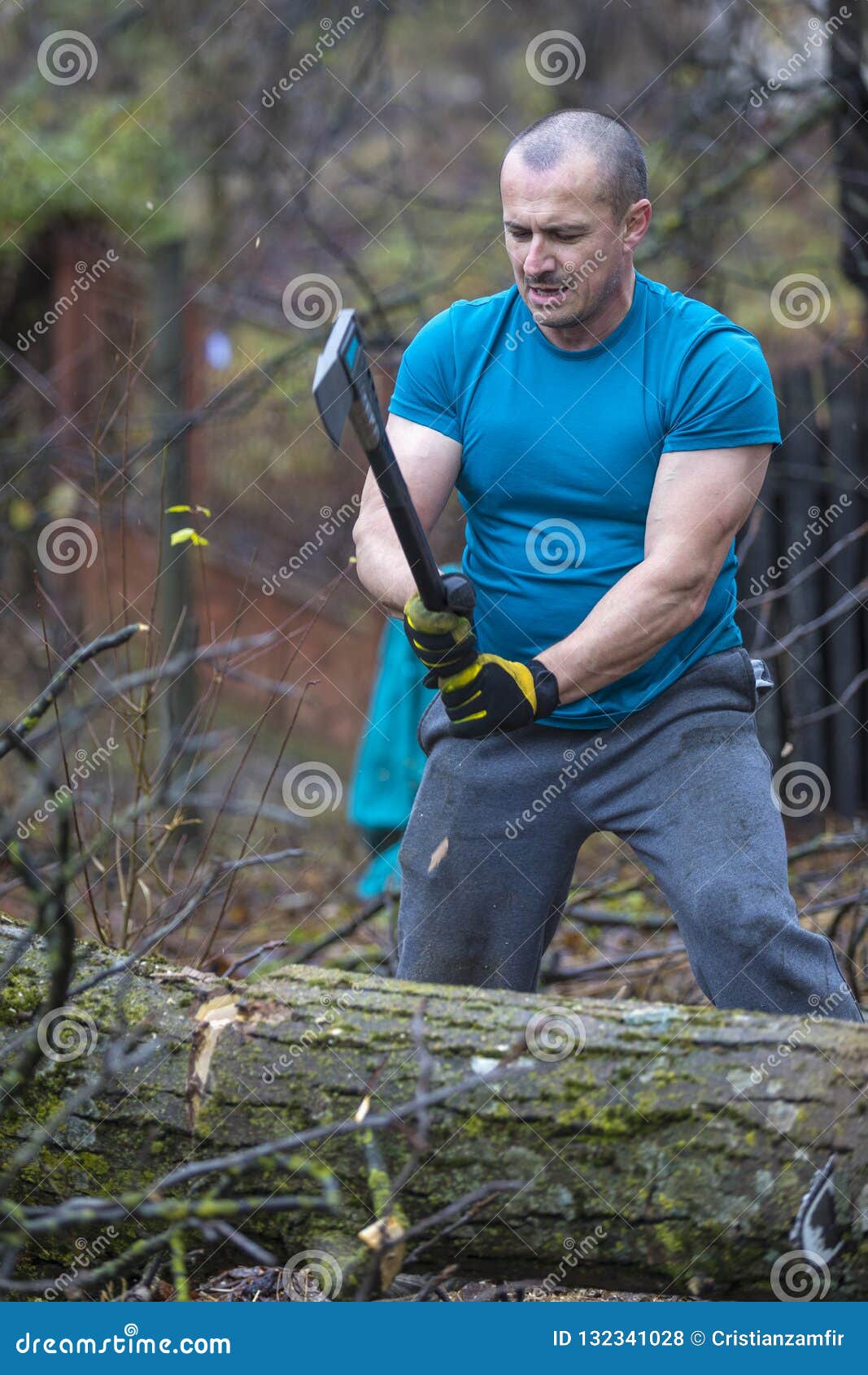Lumberjack Worker Chopping Down a Tree Breaking Off Many Splinters in ...