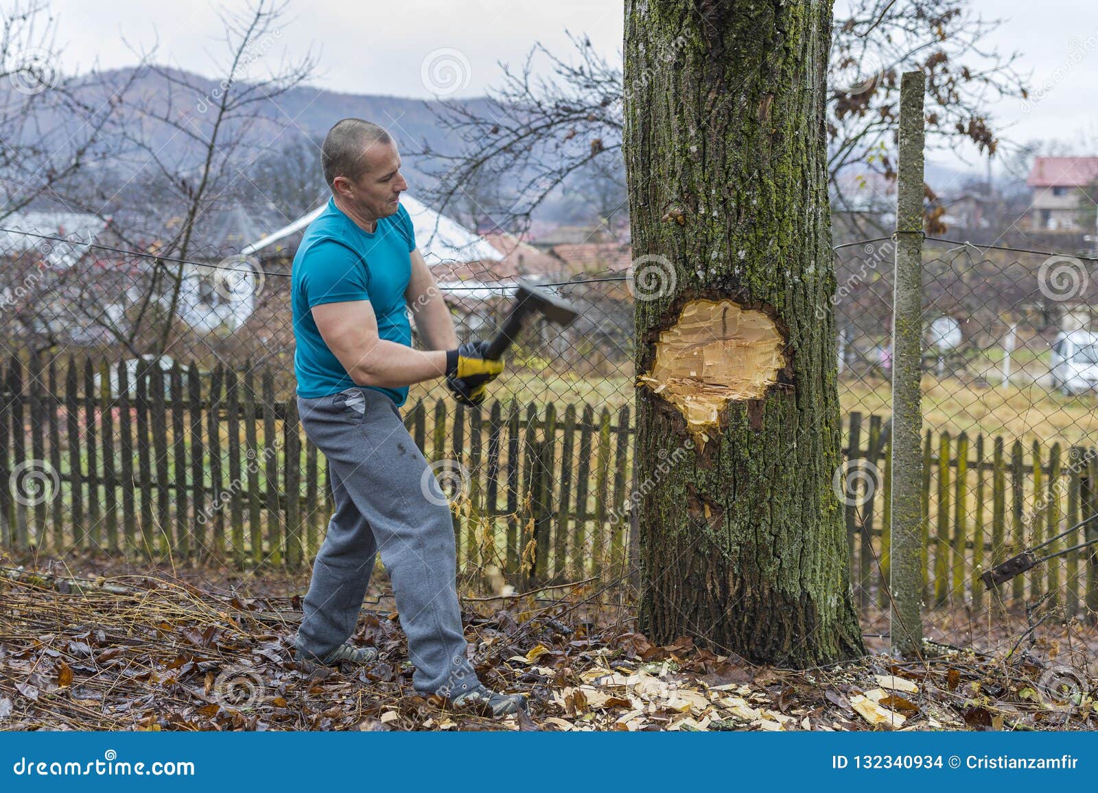Lumberjack Worker Chopping Down a Tree Breaking Off Many Splinters in ...
