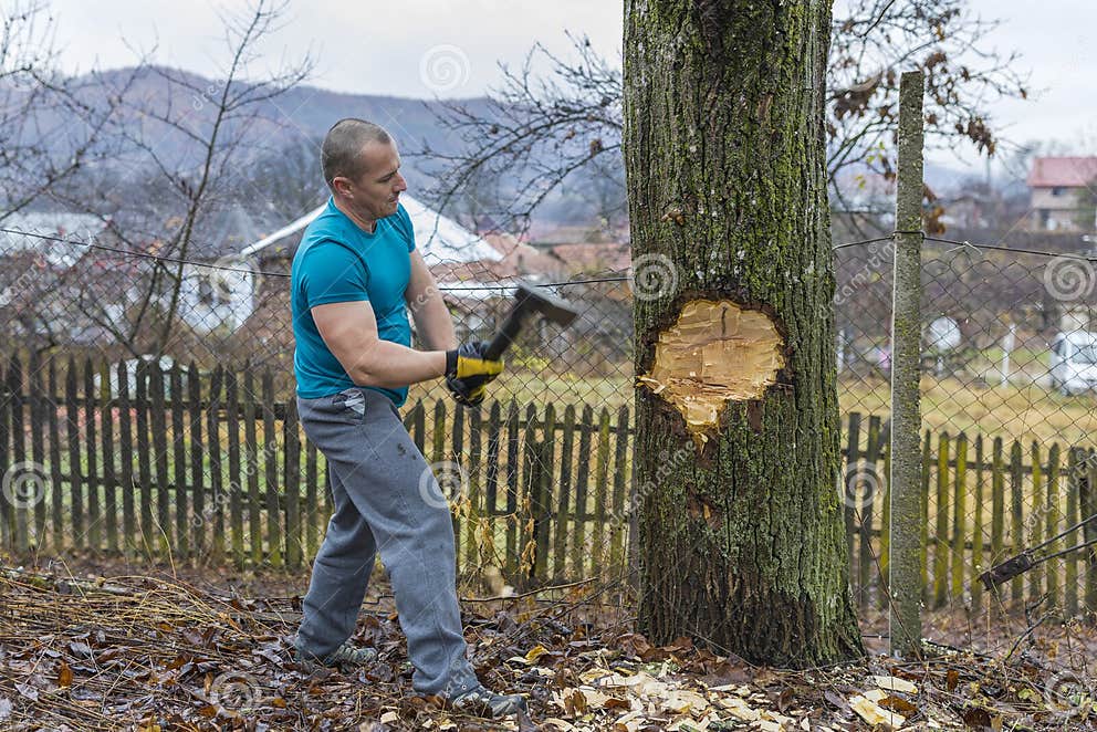 Lumberjack Worker Chopping Down a Tree Breaking Off Many Splinters in ...