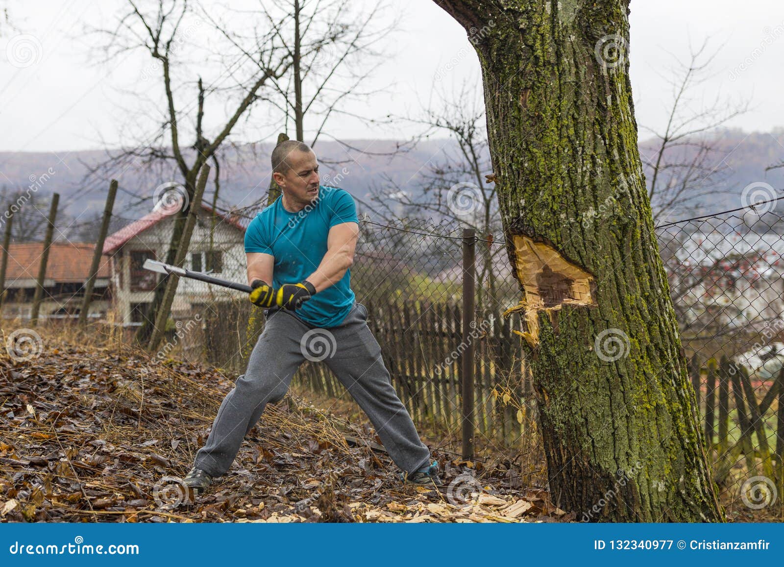 Lumberjack Worker Chopping Down a Tree Breaking Off Many Splinters in ...